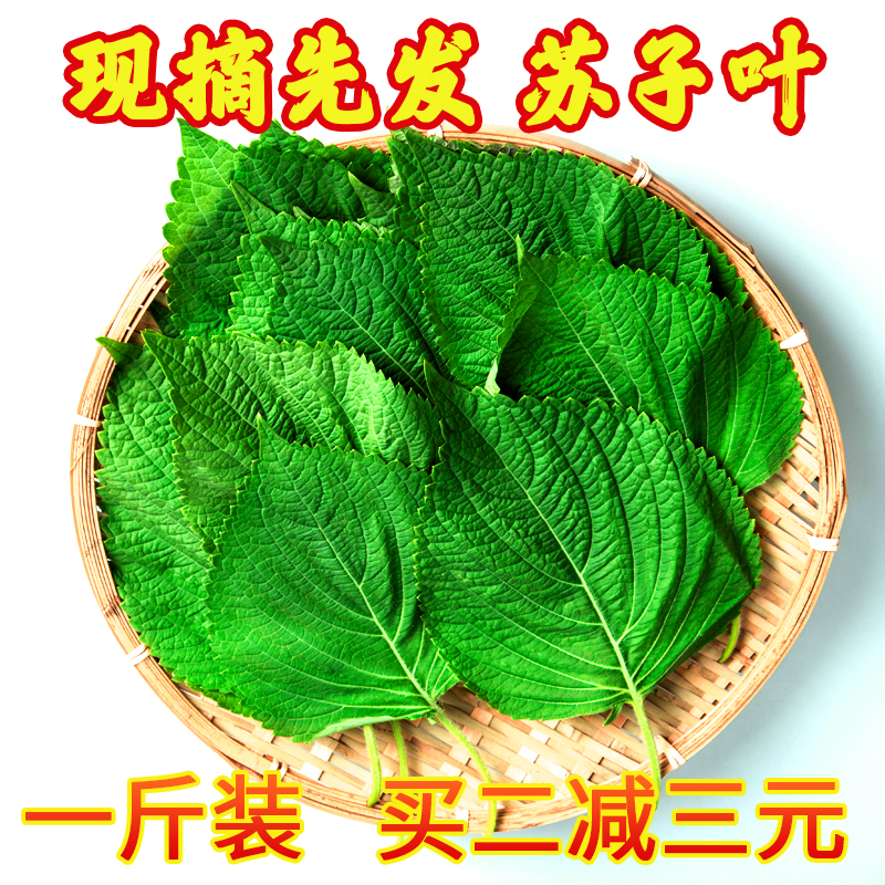 苏子叶图片是紫苏叶吗 苏子叶和紫苏叶 大山谷图库